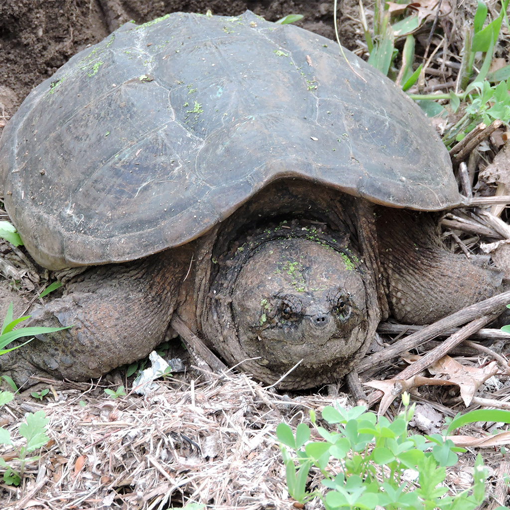 Stegosaurus tails and extendable necks: Snapping turtles come out of ...