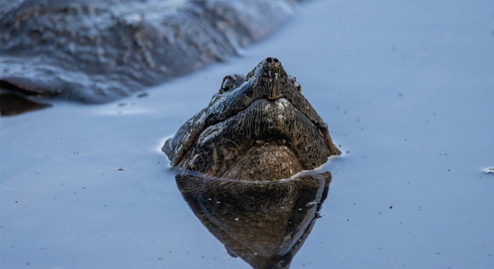 Stegosaurus tails and extendable necks: Snapping turtles come out of ...