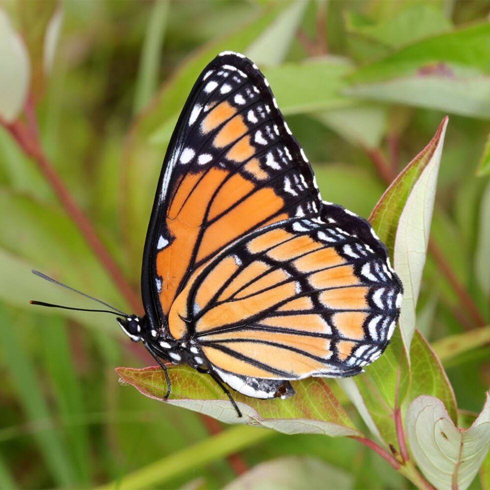 Viceroy butterflies are mimics in all stages of life, adapting cleverly ...