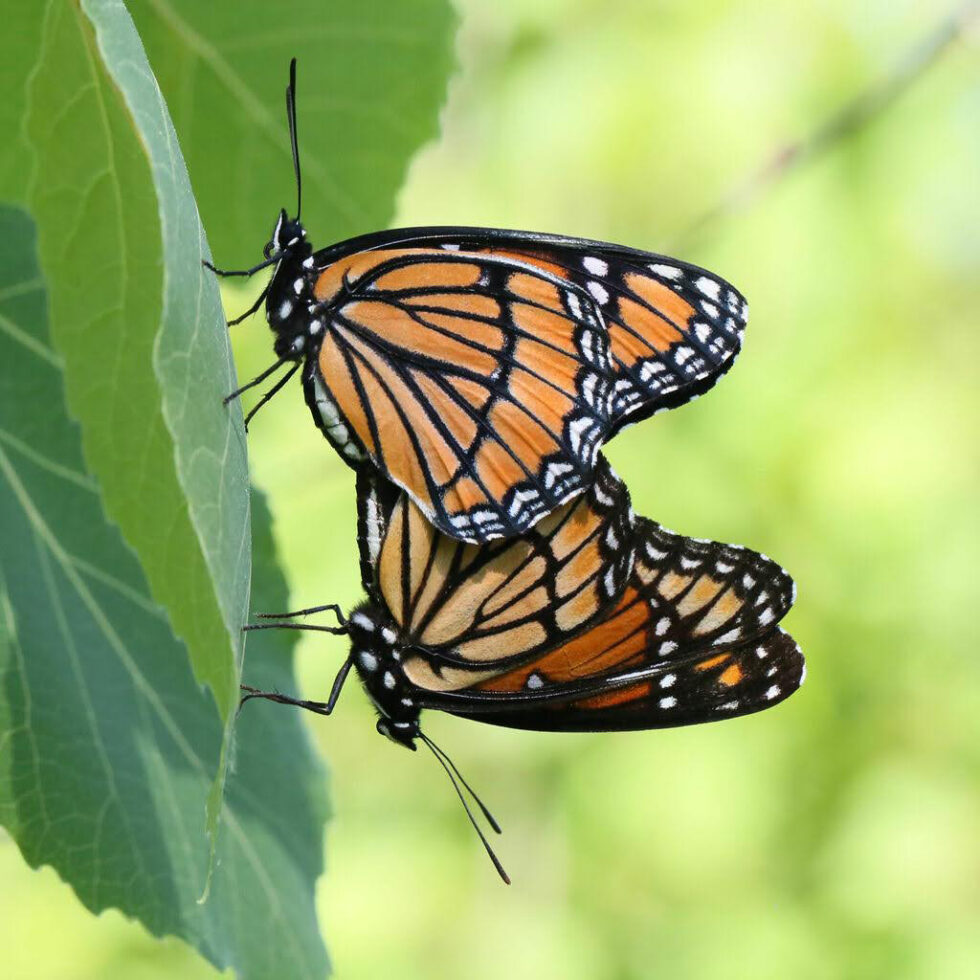 Viceroy butterflies are mimics in all stages of life, adapting cleverly ...