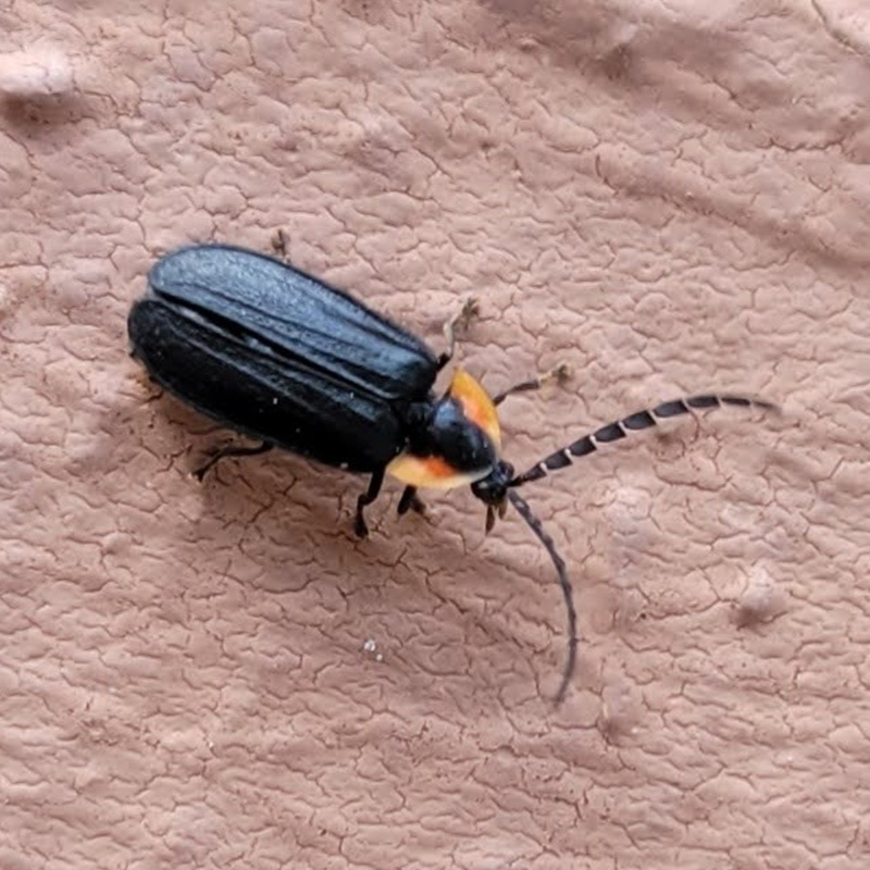 Fireflies glow because they have toxic blood, scaring off predators (or ...