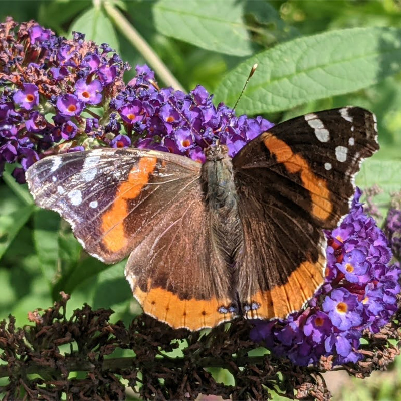 Red admiral butterflies live their admirable lives defined by nettles ...