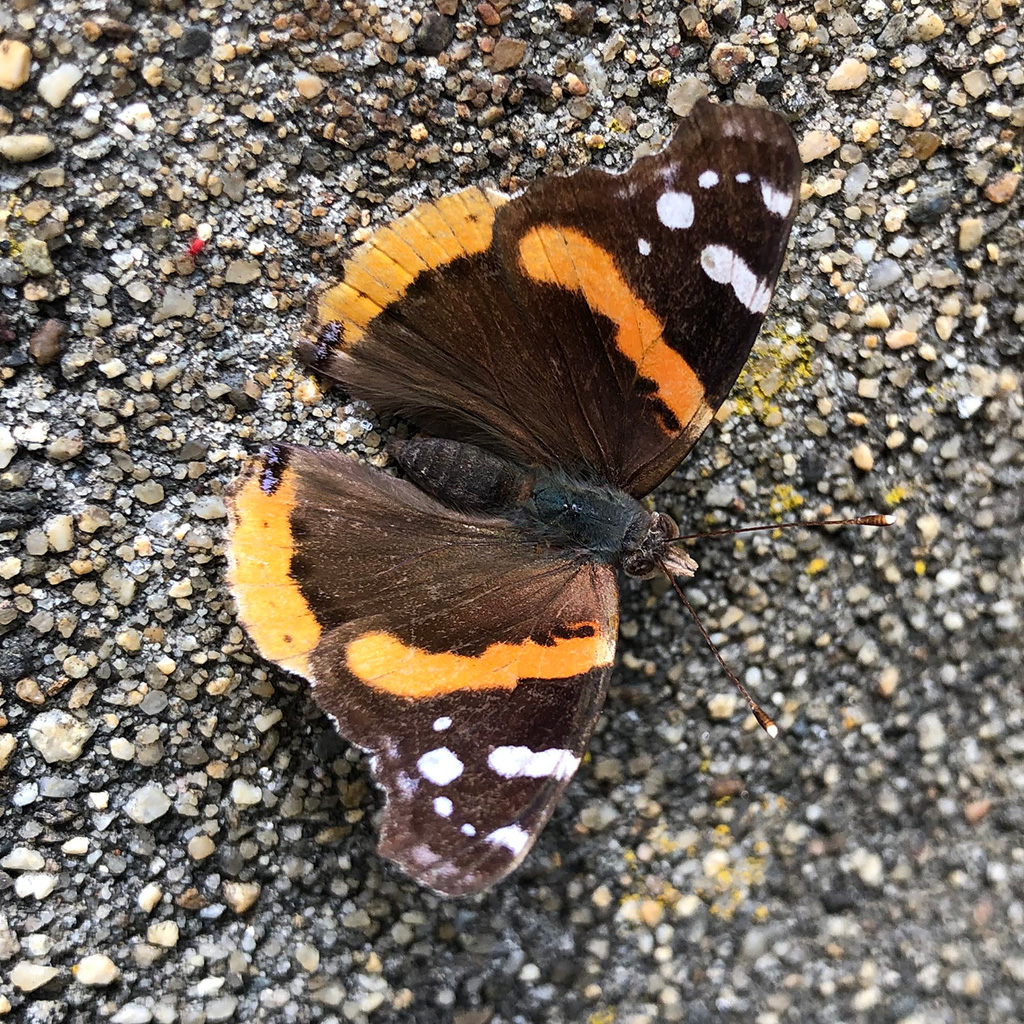Red admiral butterflies live their admirable lives defined by nettles ...