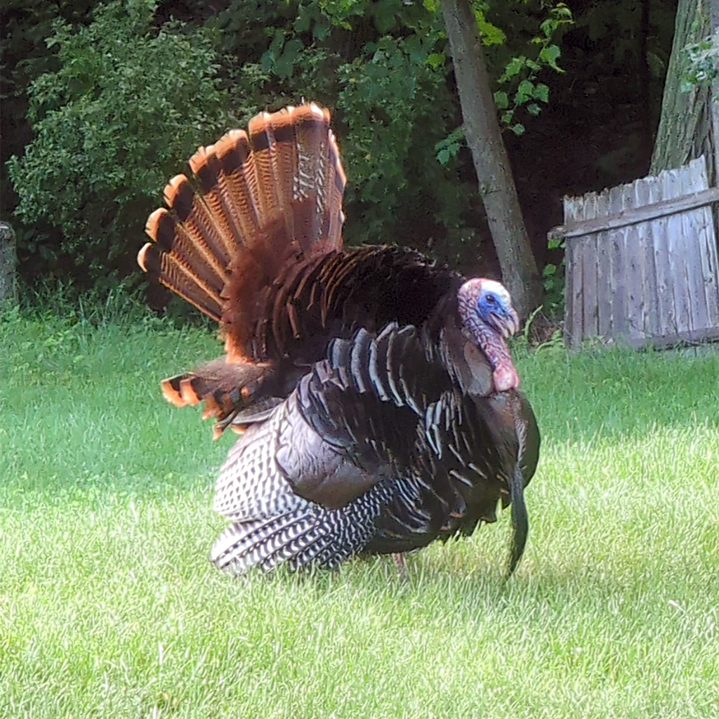 Horsehair worms are the fatal stuff of nightmare for the unfortunate ...