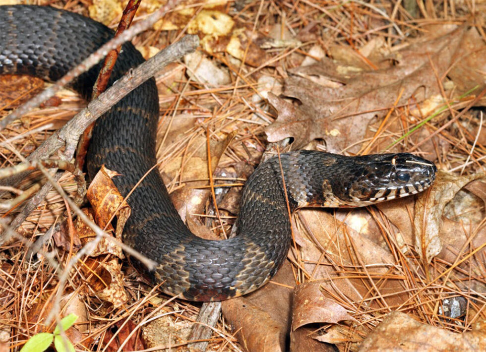 Northern water snake will escape below surface, but if it can't you should expect plenty of ...