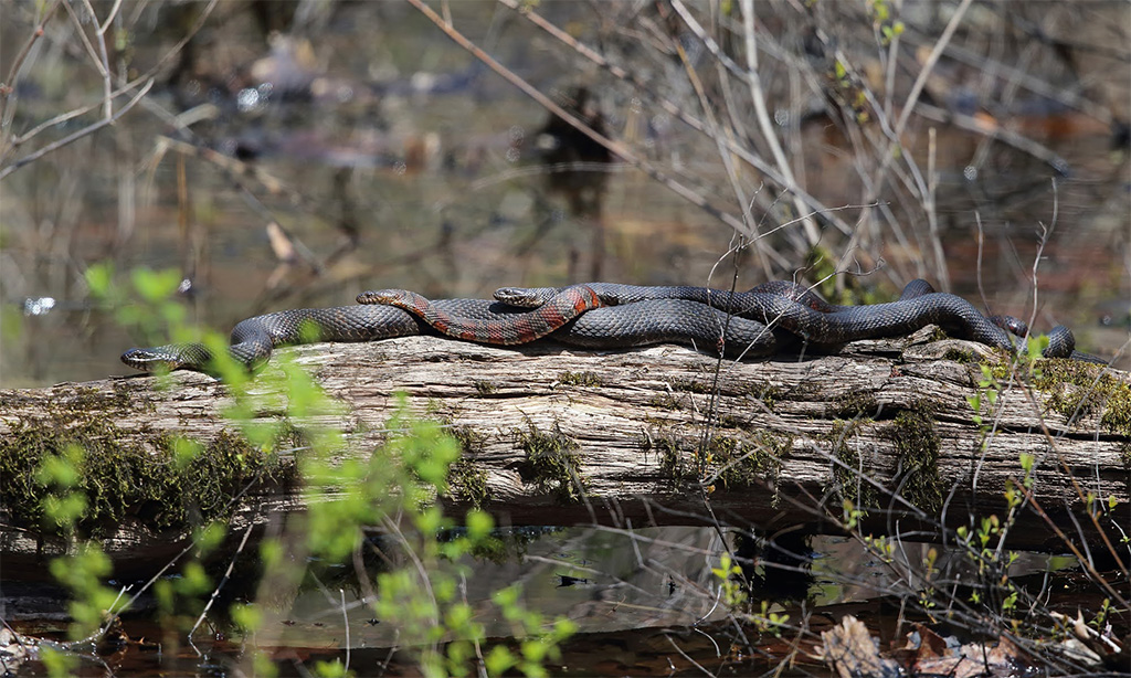 Northern water snake will escape below surface, but if it can't you ...