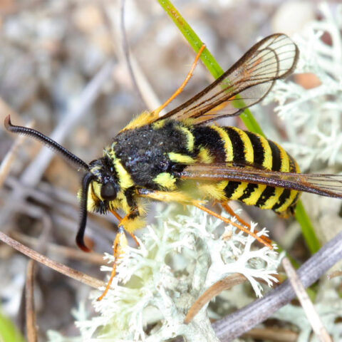 Clearwing moths are a rare daytime species, pollinating among your ...