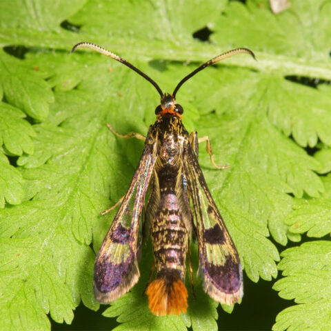 Clearwing moths are a rare daytime species, pollinating among your ...