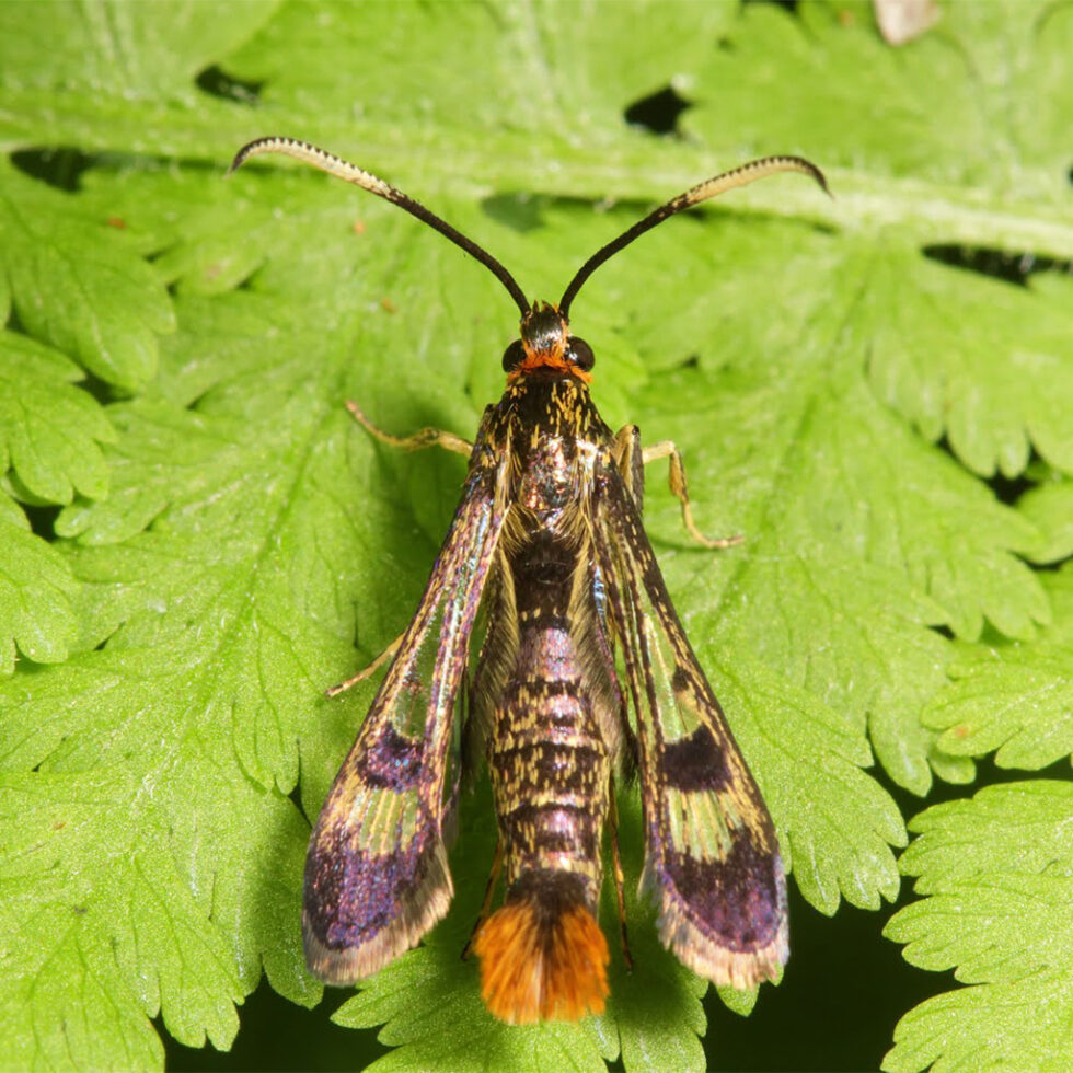 Clearwing moths are a rare daytime species, pollinating among your ...