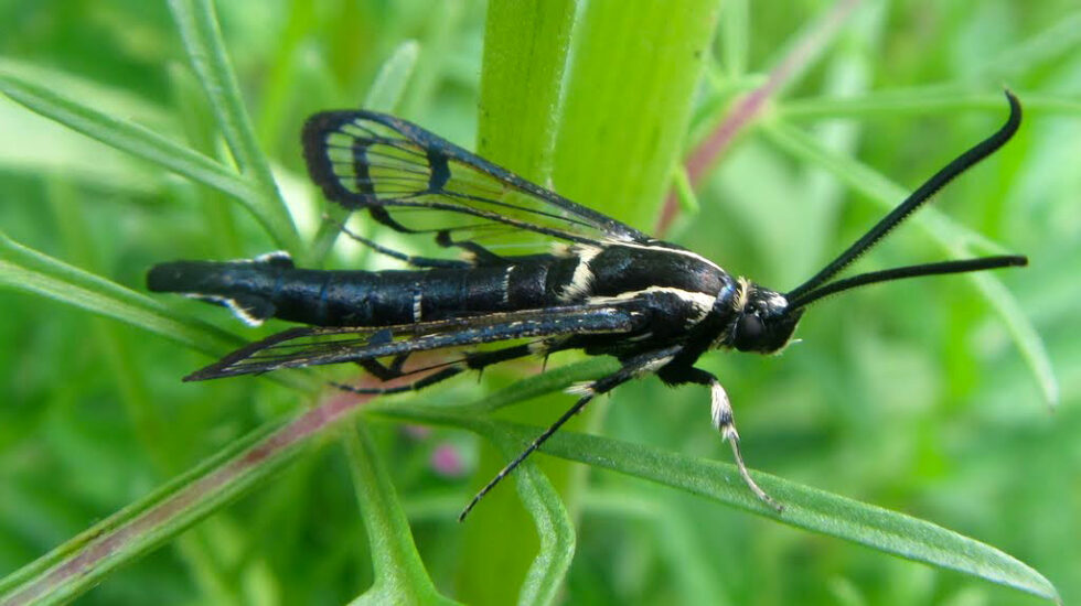 Clearwing moths are a rare daytime species, pollinating among your ...