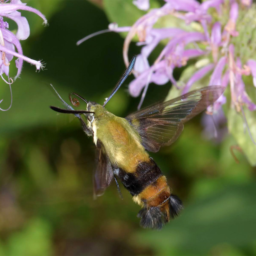 Clearwing moths are a rare daytime species, pollinating among your ...