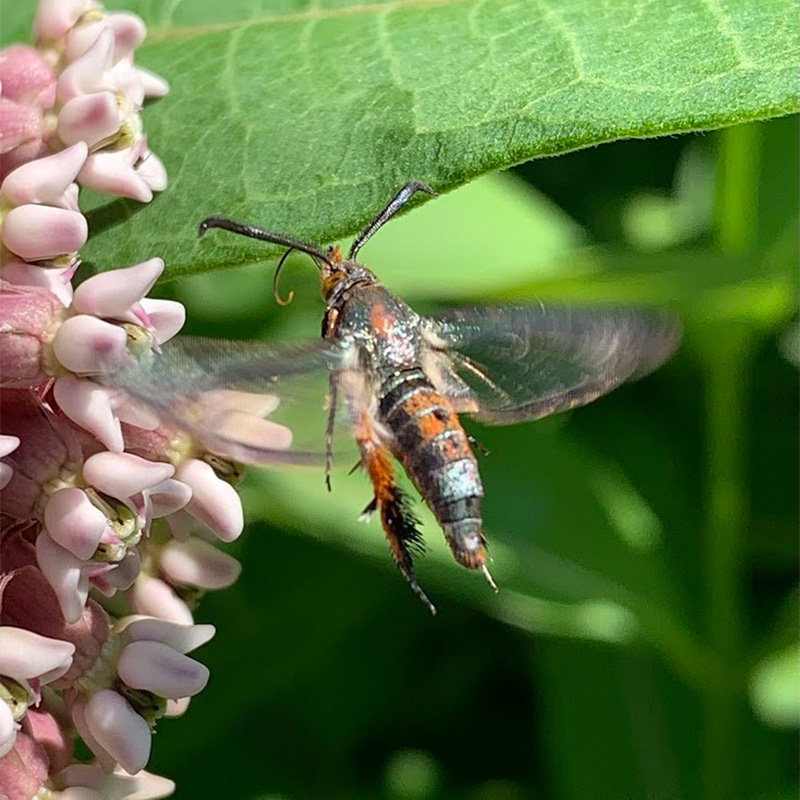Clearwing moths are a rare daytime species, pollinating among your ...