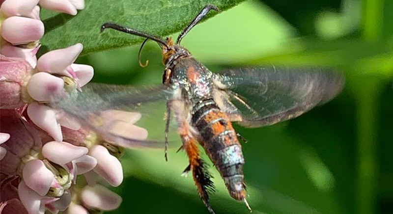 Clearwing moths are a rare daytime species, pollinating among your ...