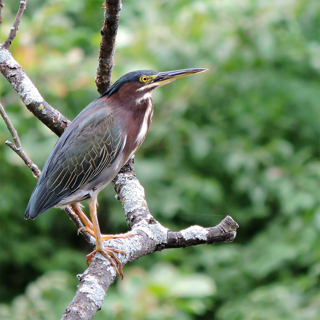 Green herons can be unusual in the bird world, fishing with bait and ...