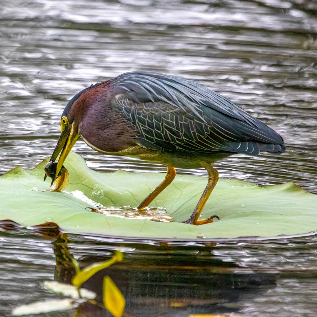Green herons can be unusual in the bird world, fishing with bait and ...