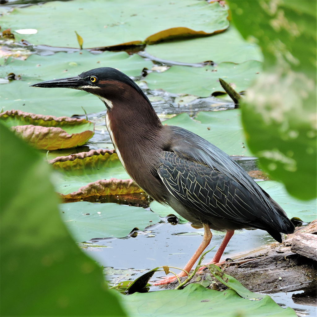 Green herons can be unusual in the bird world, fishing with bait and ...