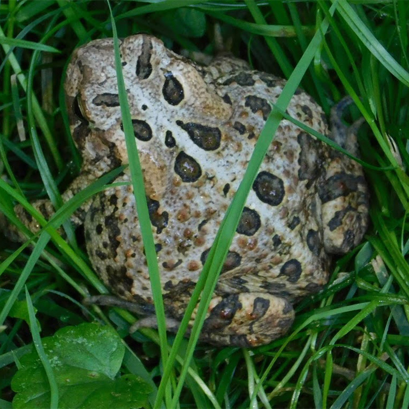 American toads can eat 10,000 insects a summer, but it's how they eat ...