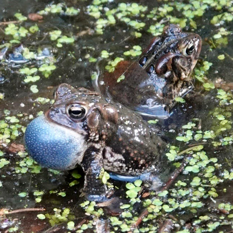 American toads can eat 10,000 insects a summer, but it's how they eat ...