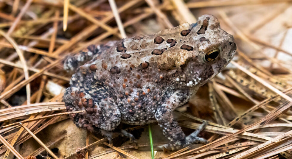 American toads can eat 10,000 insects a summer, but it's how they eat ...