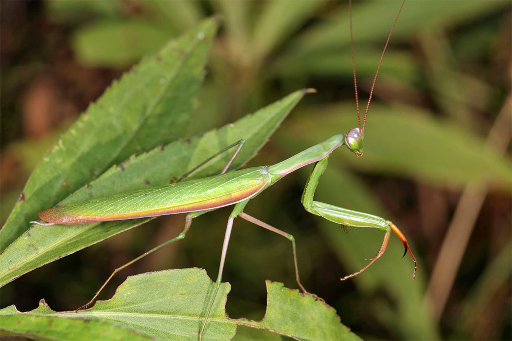 Praying mantis deserves a dangerous reputation as the insect that's ...