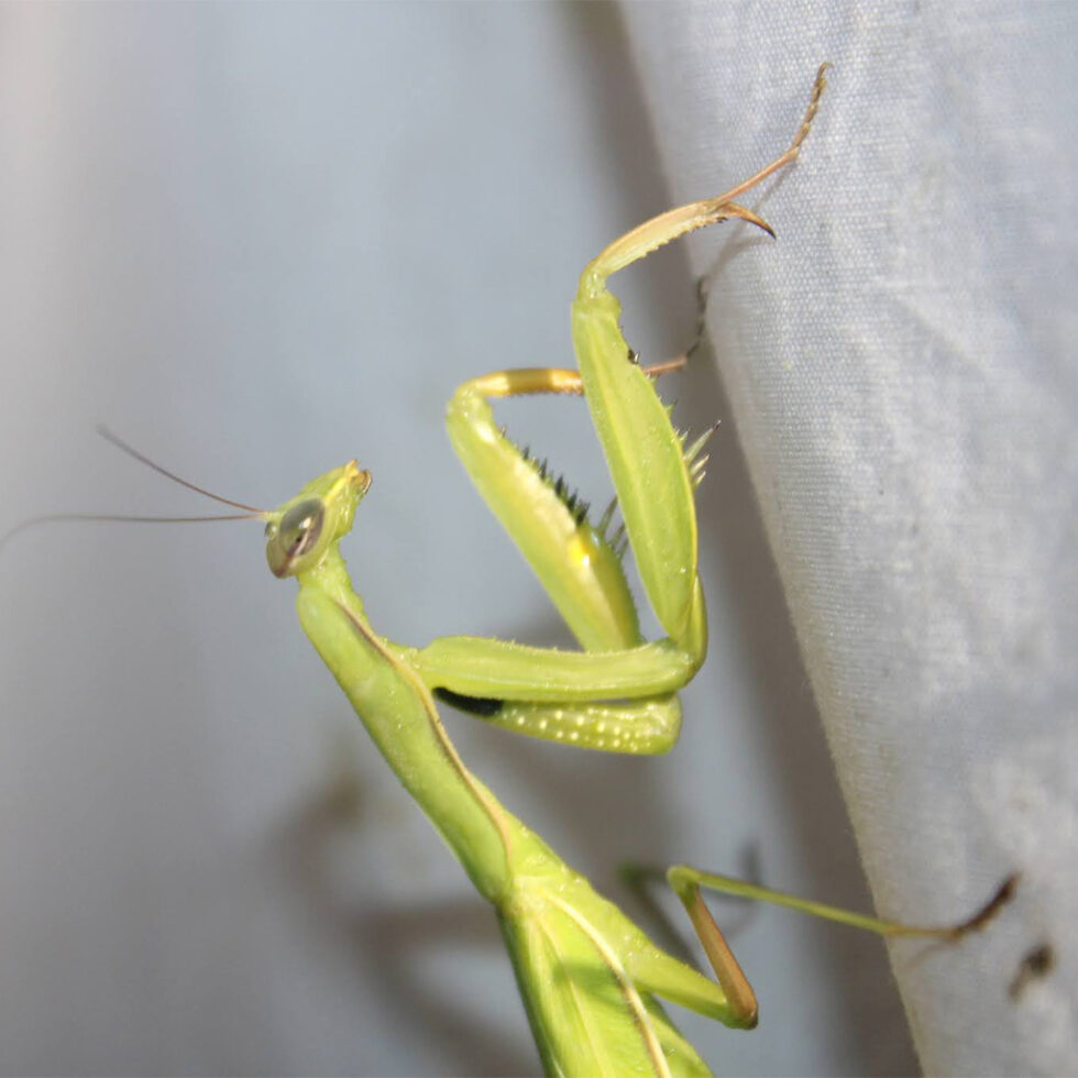 Praying mantis deserves a dangerous reputation as the insect that's ...