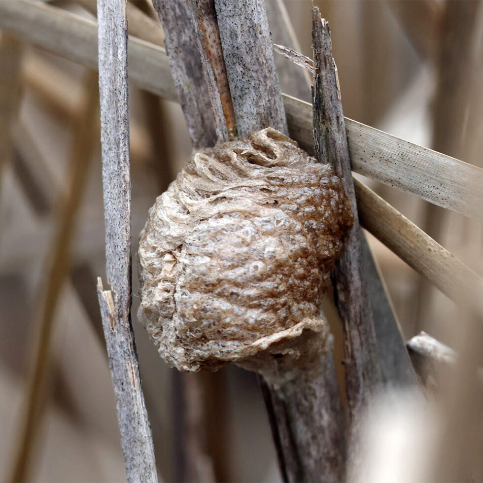 Praying mantis deserves a dangerous reputation as the insect that's ...