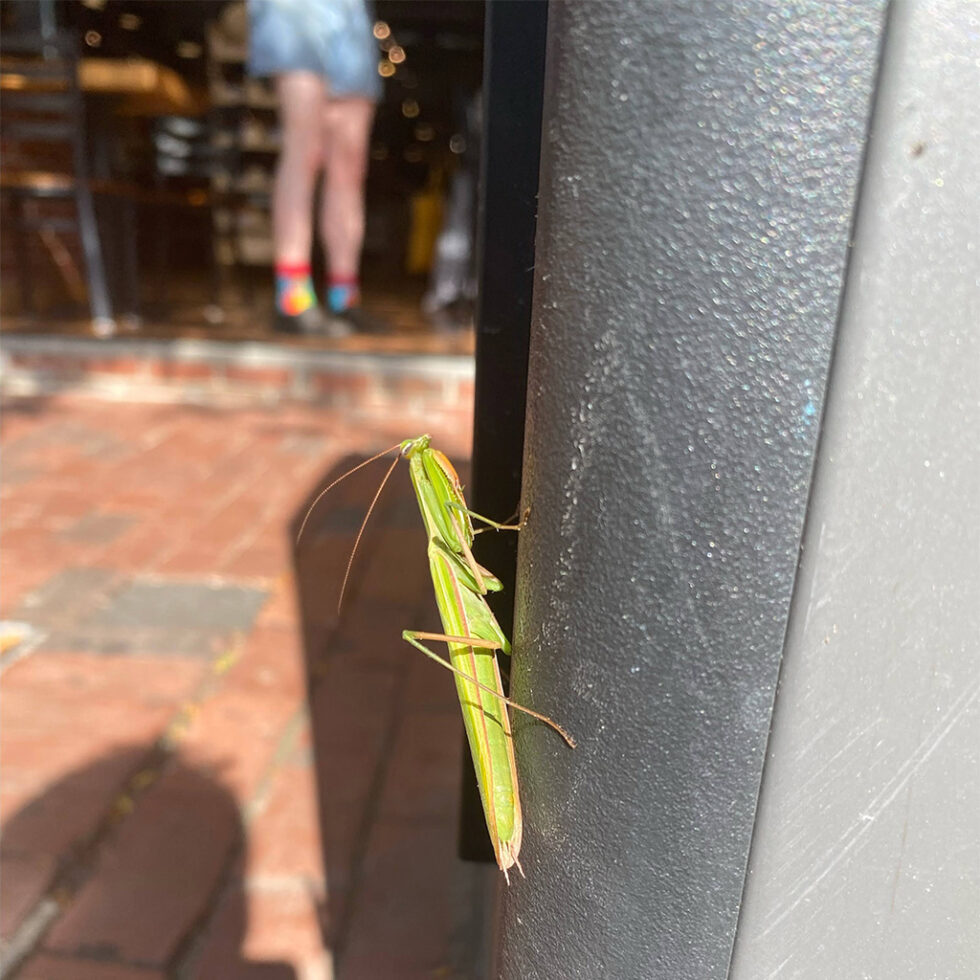 Praying mantis deserves a dangerous reputation as the insect that's ...