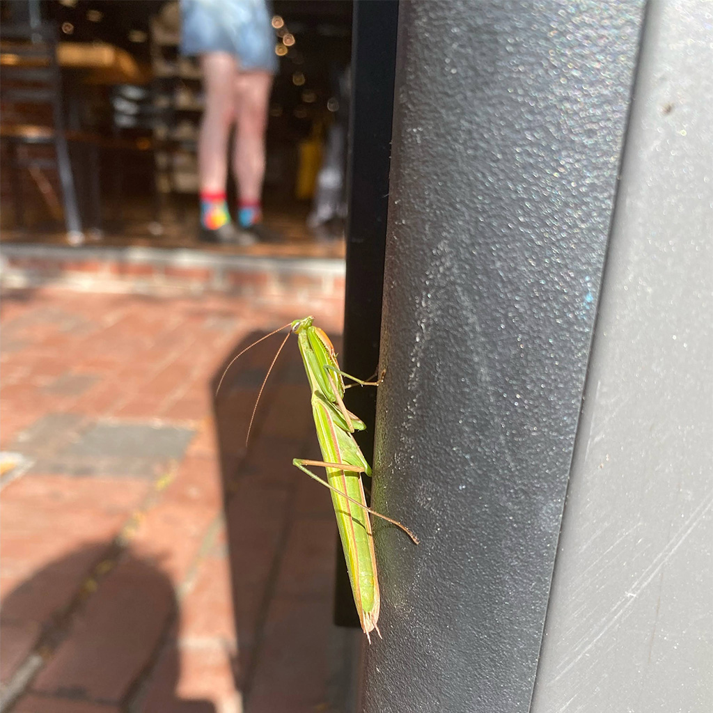 Praying mantis deserves a dangerous reputation as the insect that's ...
