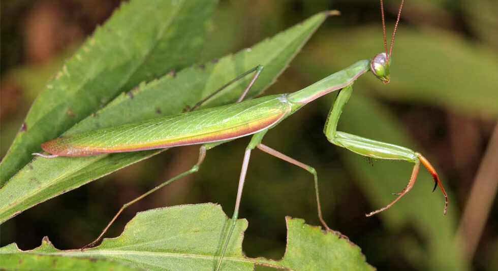 Praying mantis deserves a dangerous reputation as the insect that's ...
