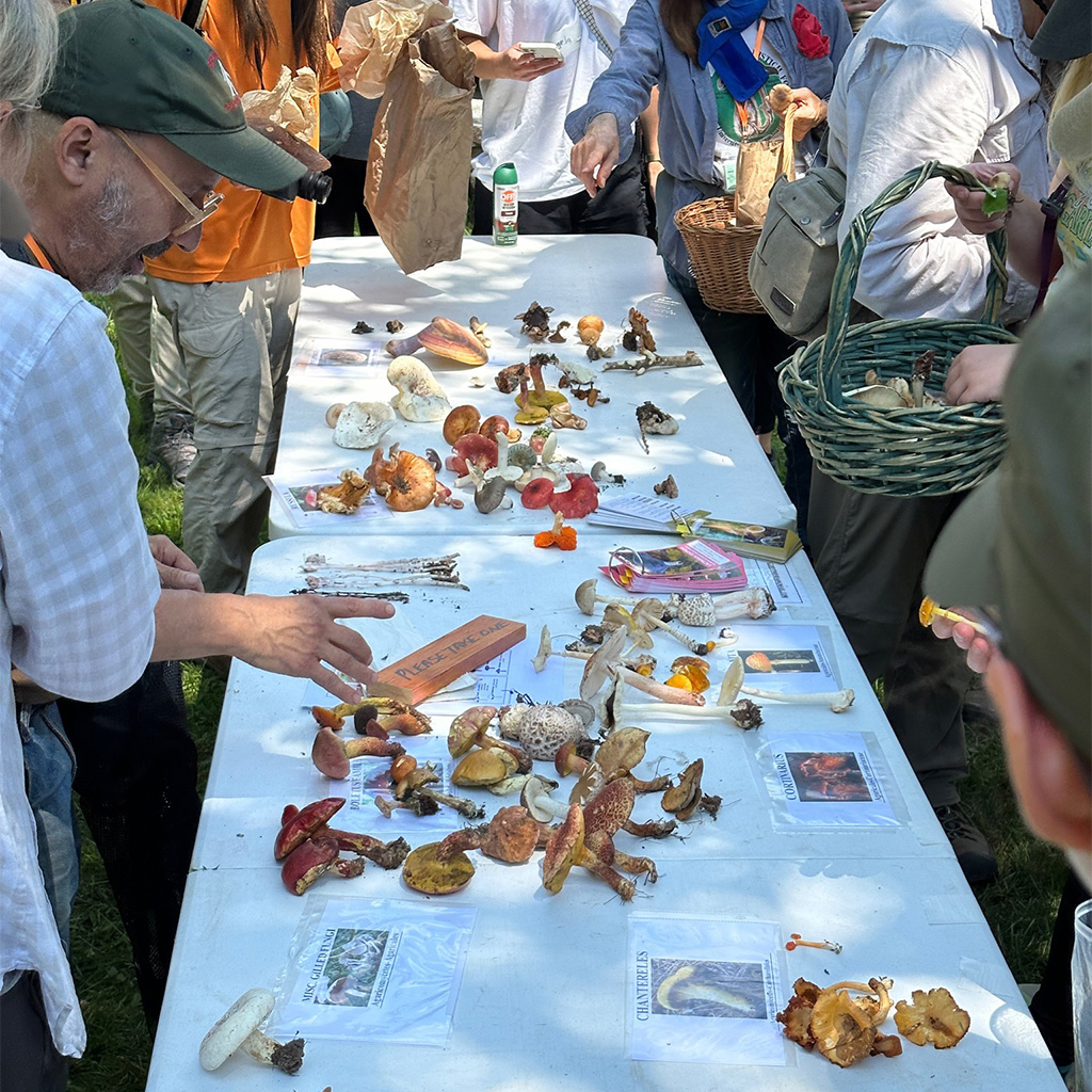 Walking with mushrooms - Cambridge Day