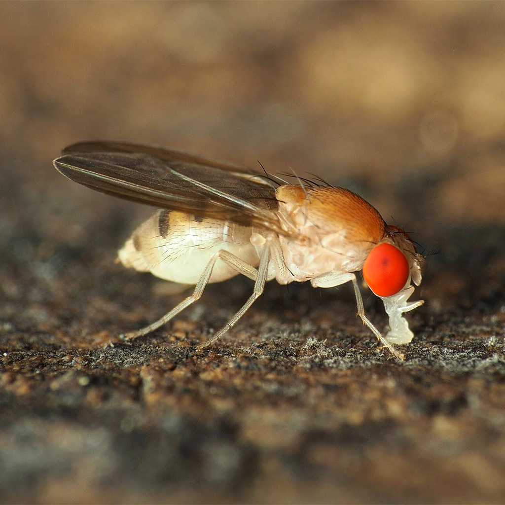 Fruit flies: Peskiest of nuisances in our kitchens, yet vital to ...