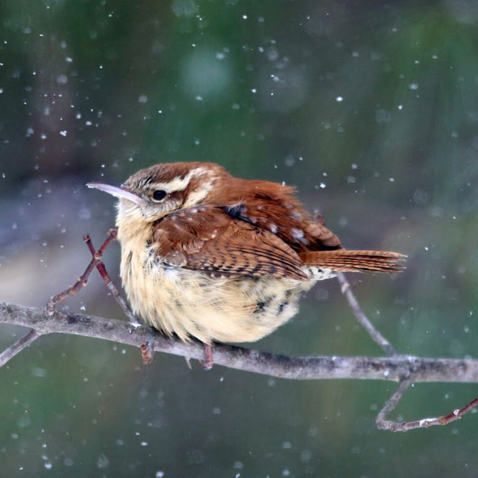 That mysterious song? Probably a Carolina wren, the same bird nesting ...