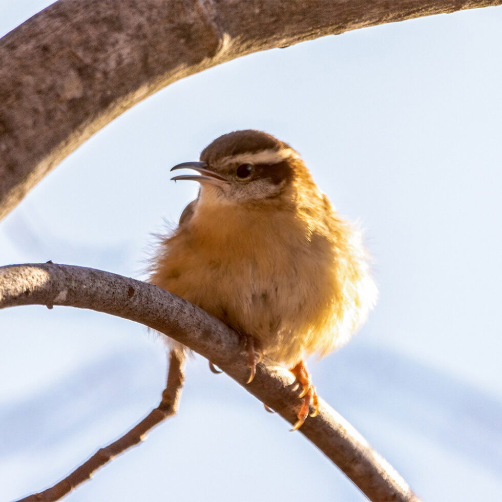 That mysterious song? Probably a Carolina wren, the same bird nesting ...