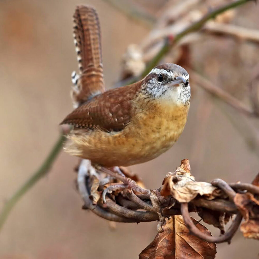 That mysterious song? Probably a Carolina wren, the same bird nesting ...