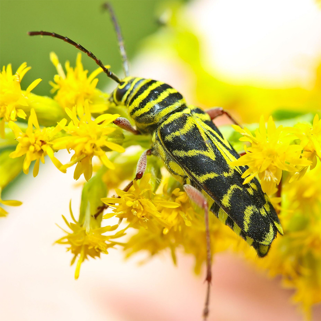 Not a bee nor a wasp you see, but a locust borer linked to trees loved ...