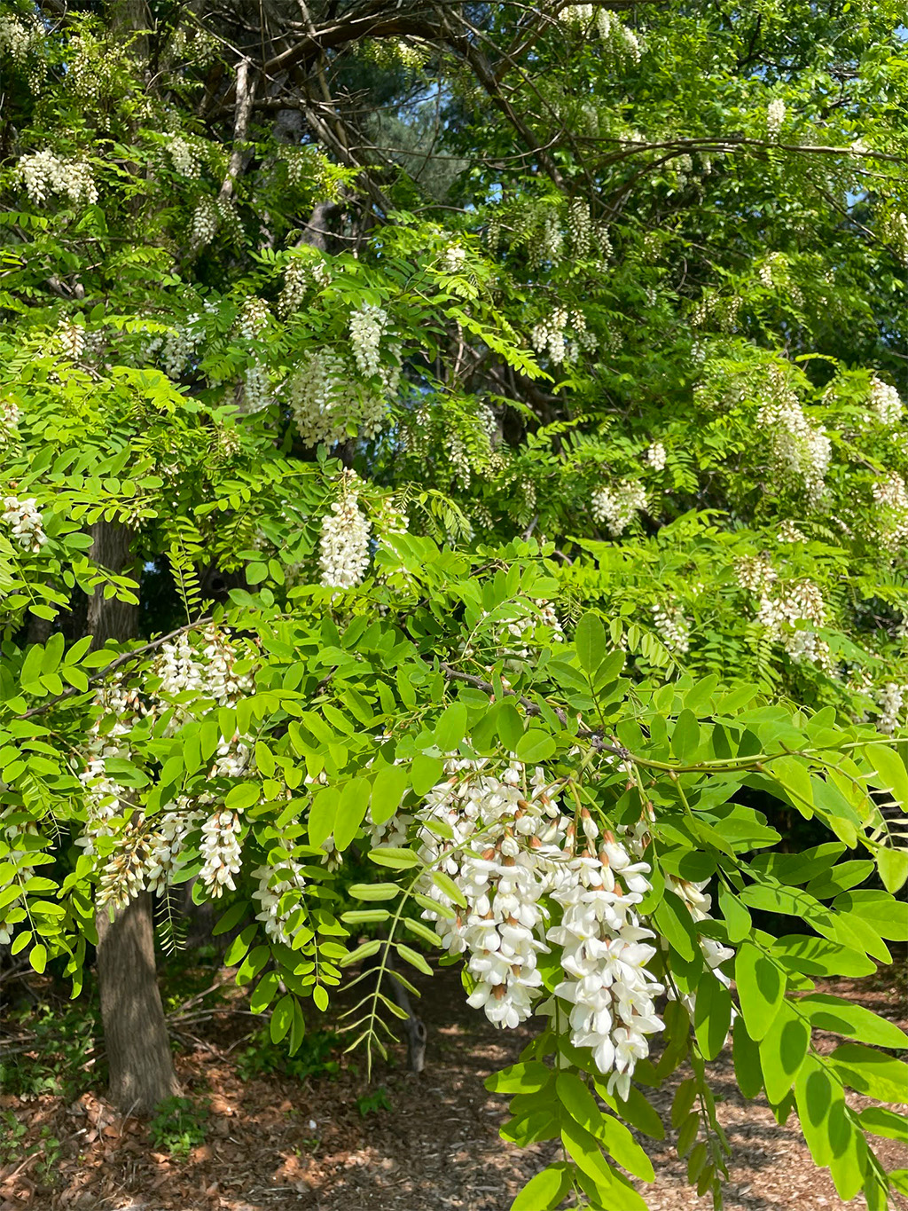 Not a bee nor a wasp you see, but a locust borer linked to trees loved ...