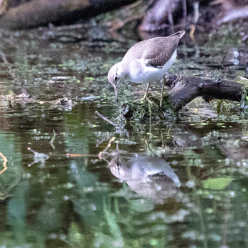 It's not hard to spot our spotted sandpipers, though in fall and winter ...
