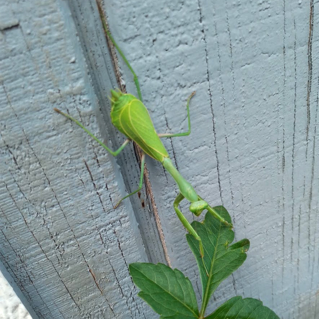 Common yellowthroats: Known to wear masks and sneak around nests to ...