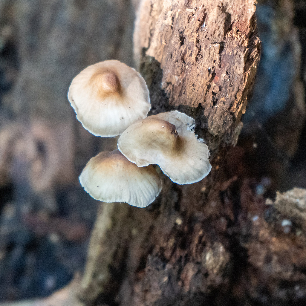 Fungi is wild in its own way, and often weird; Fresh Pond alone has 367 ...