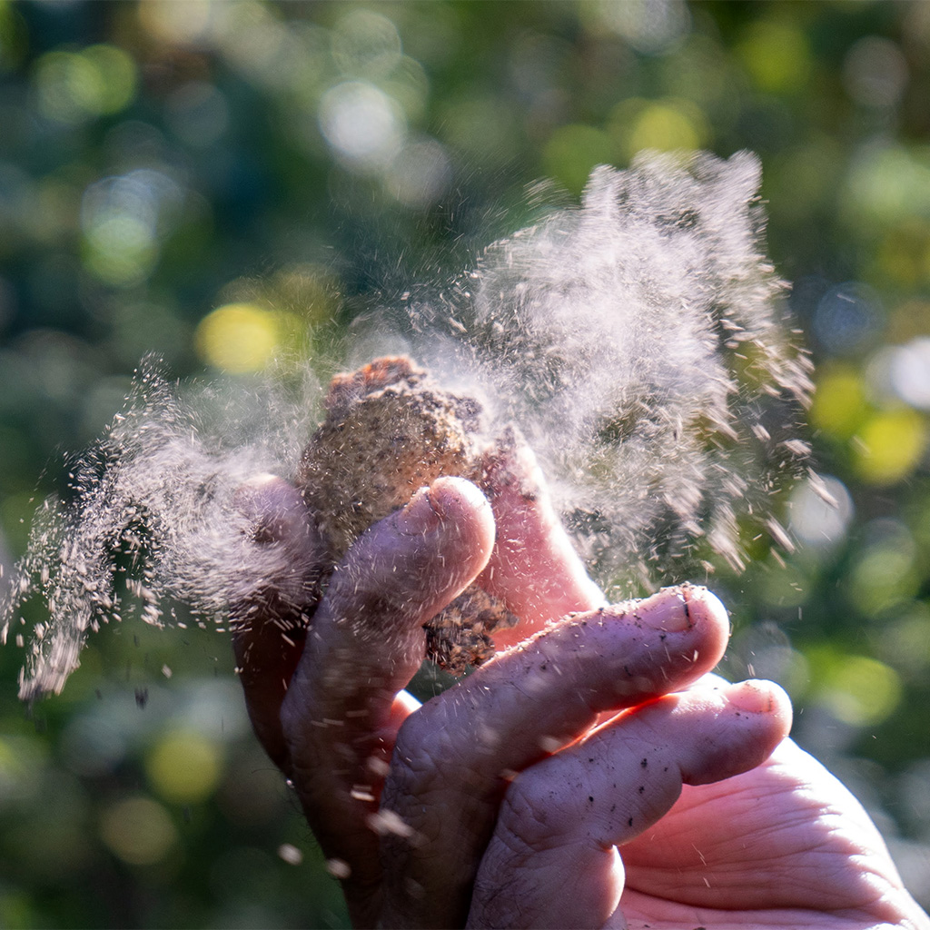 Fungi is wild in its own way, and often weird; Fresh Pond alone has 367 ...