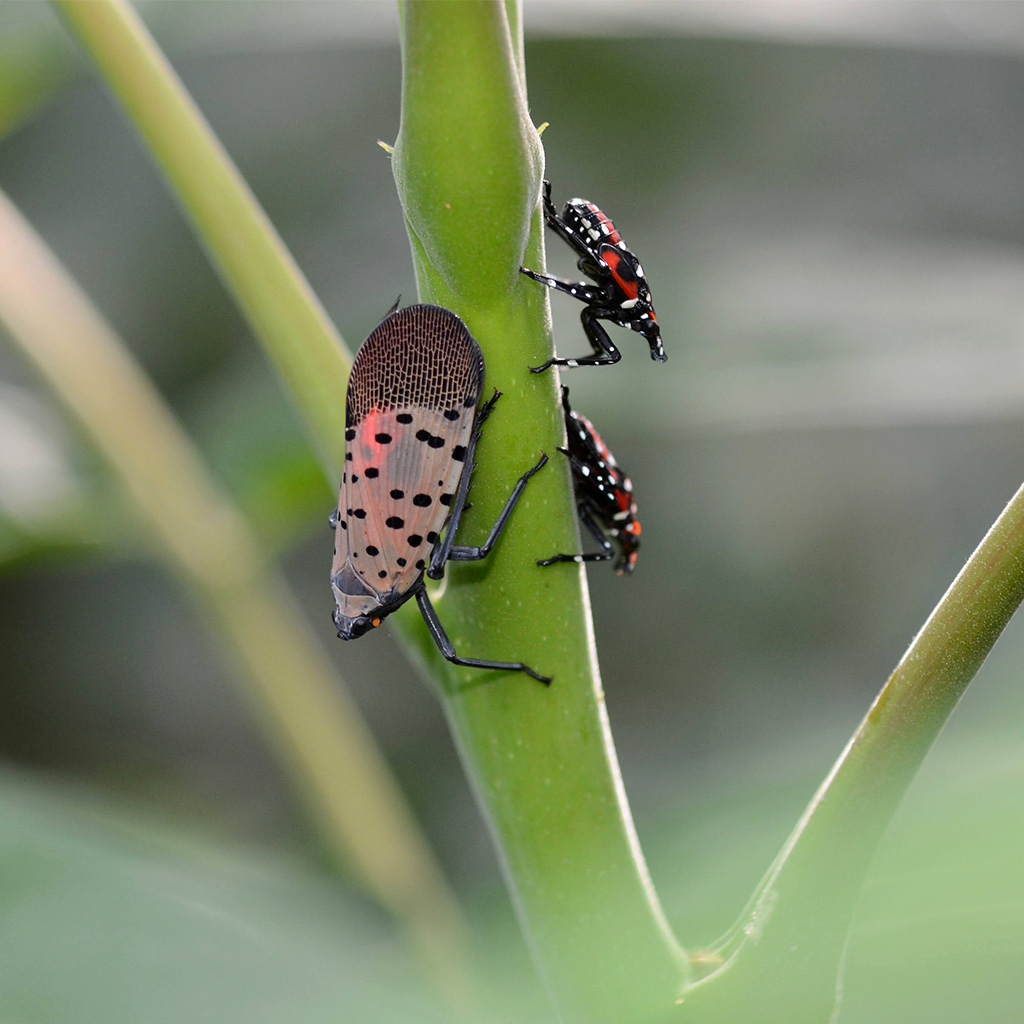 The spotted lanternfly invasion has reached us. Here's what to do if ...
