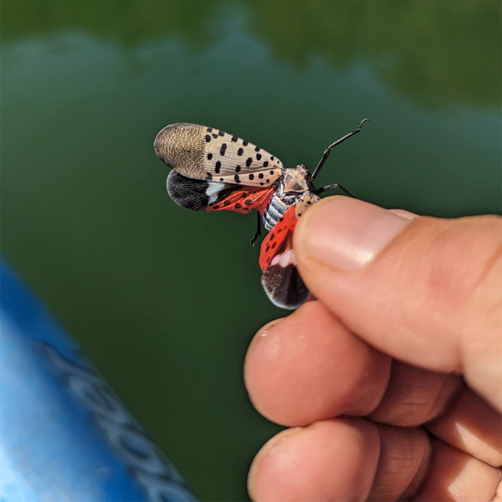 The spotted lanternfly invasion has reached us. Here's what to do if ...