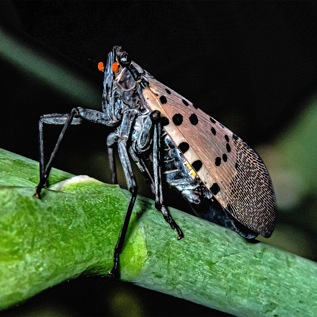 The spotted lanternfly invasion has reached us. Here's what to do if ...