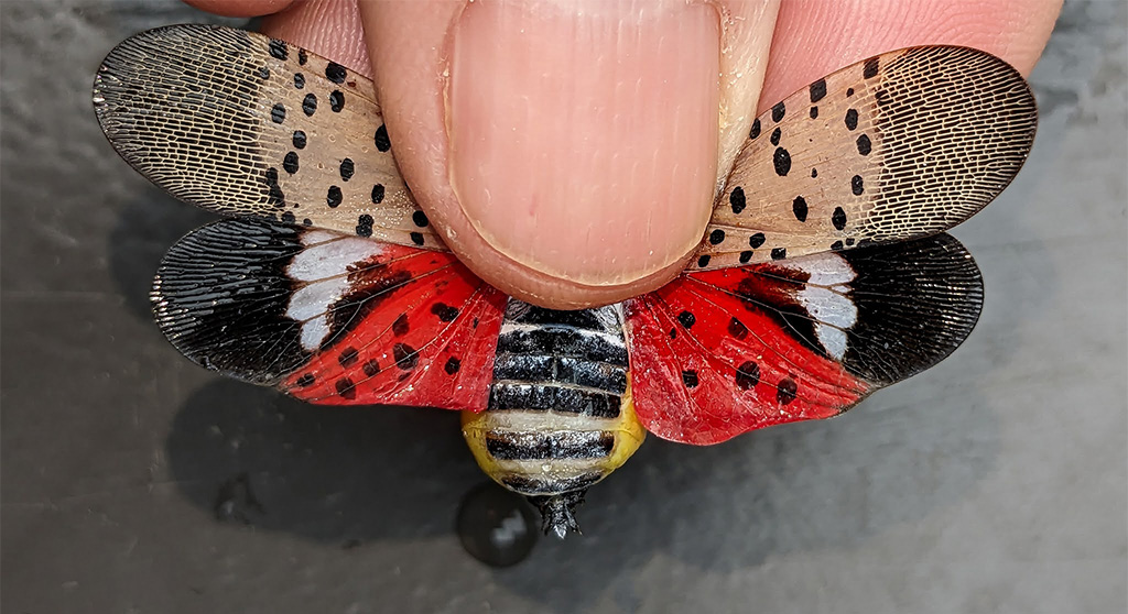The spotted lanternfly invasion has reached us. Here's what to do if ...