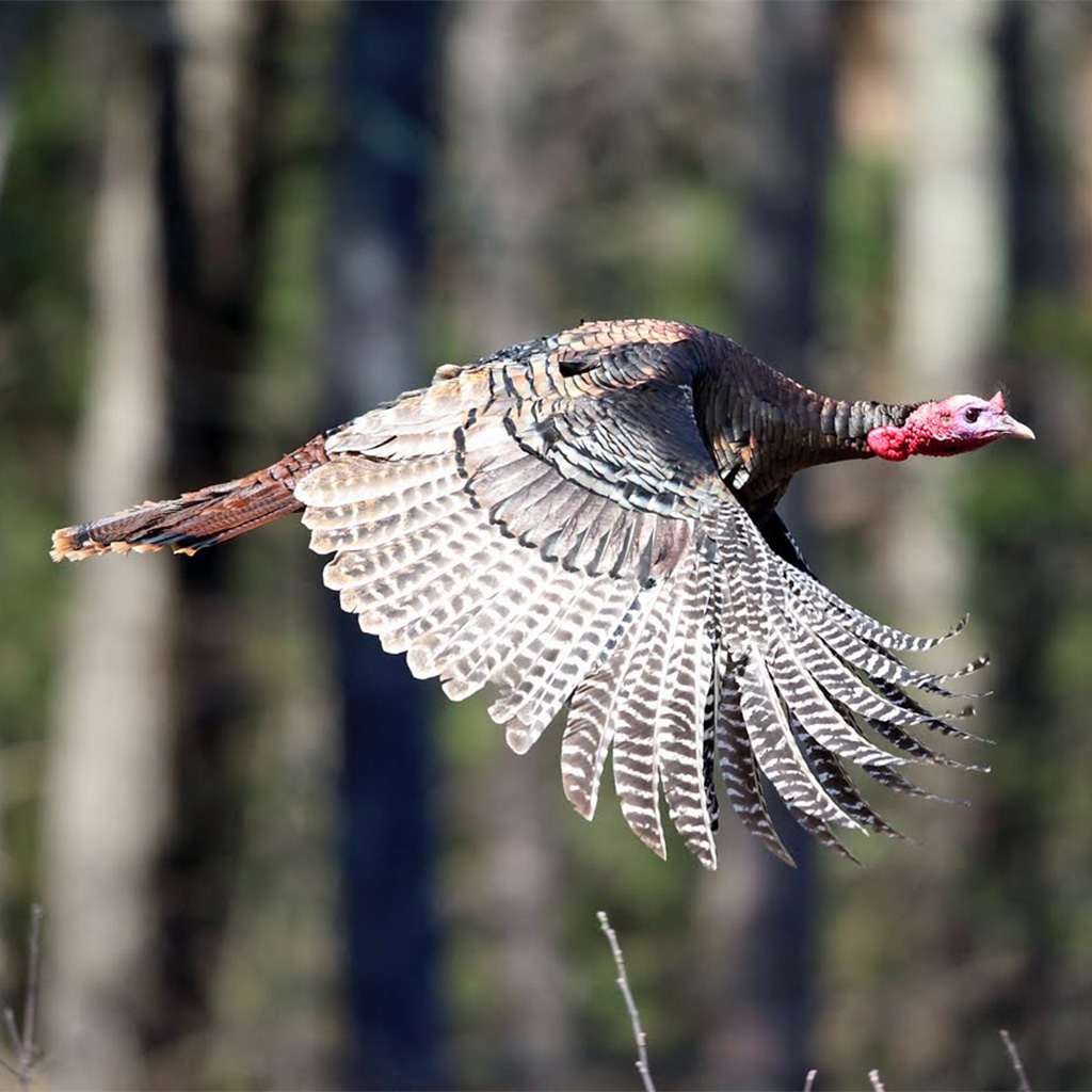 At a time the turkey can become a target, celebrate fowl that's back ...