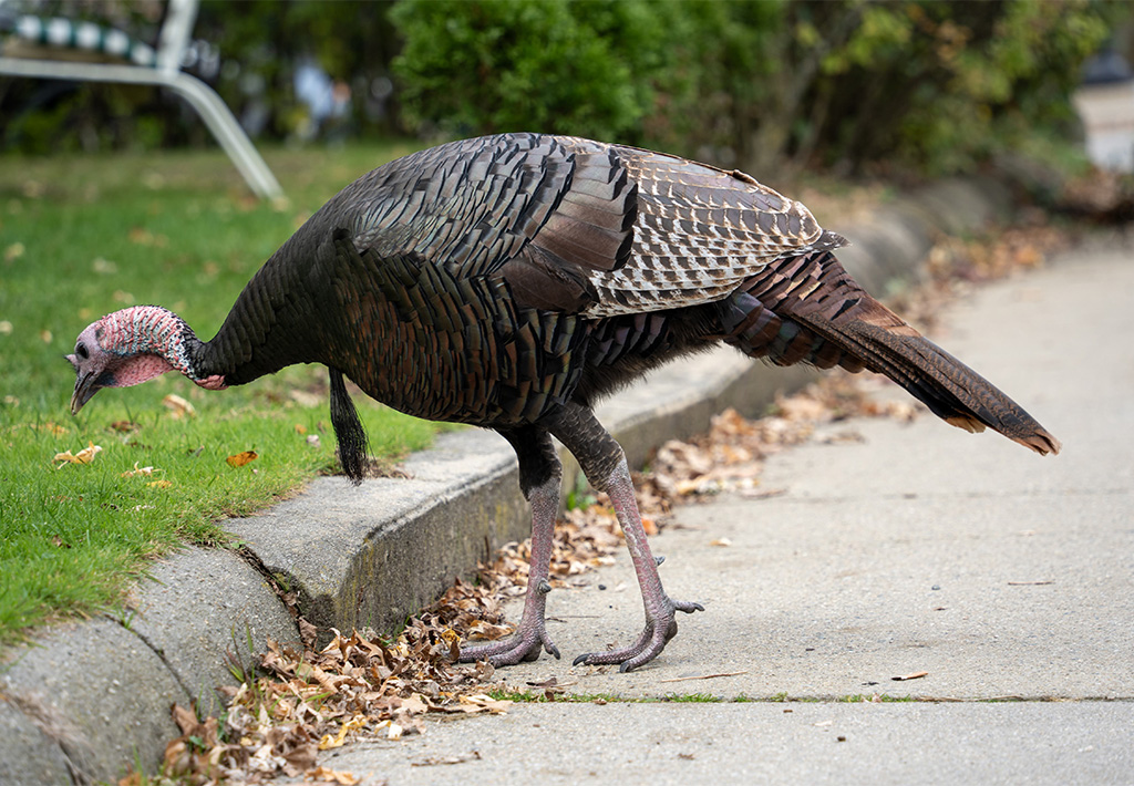 At a time the turkey can become a target, celebrate fowl that's back ...