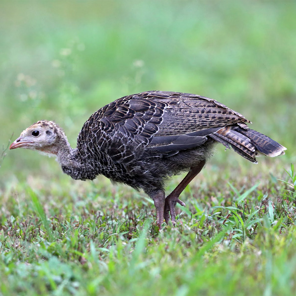 At a time the turkey can become a target, celebrate fowl that's back ...