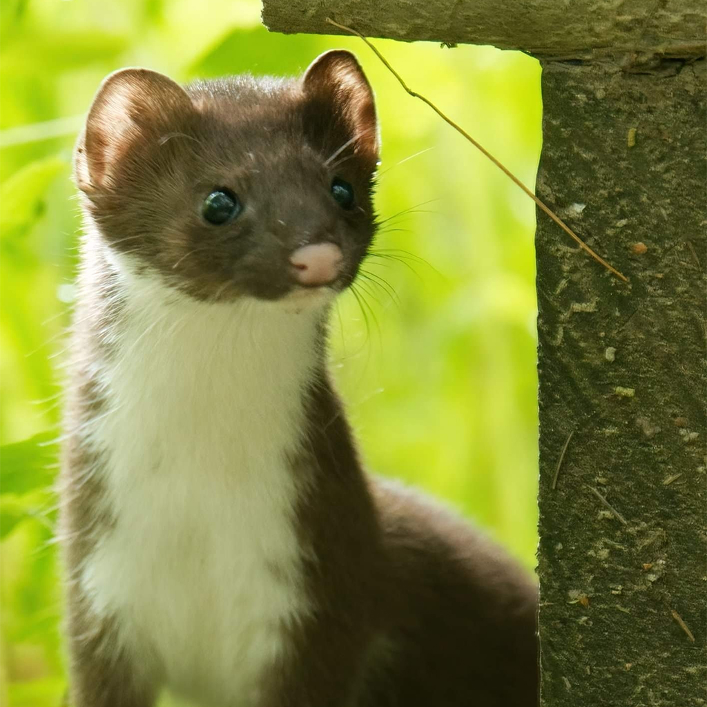 Long-tailed weasels are sleek rodent hunters with lives that will ...