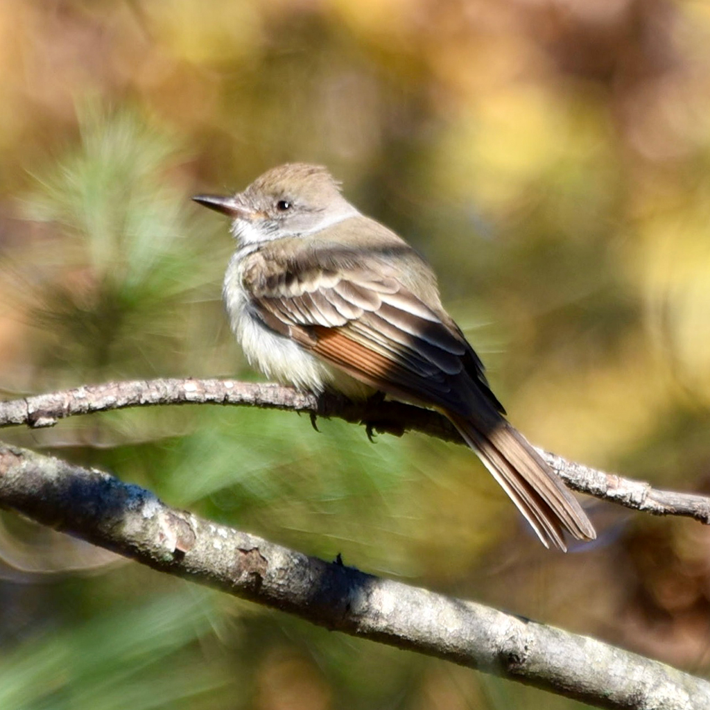 Ash-throated flycatchers are birds of the desert. How is it we can find ...
