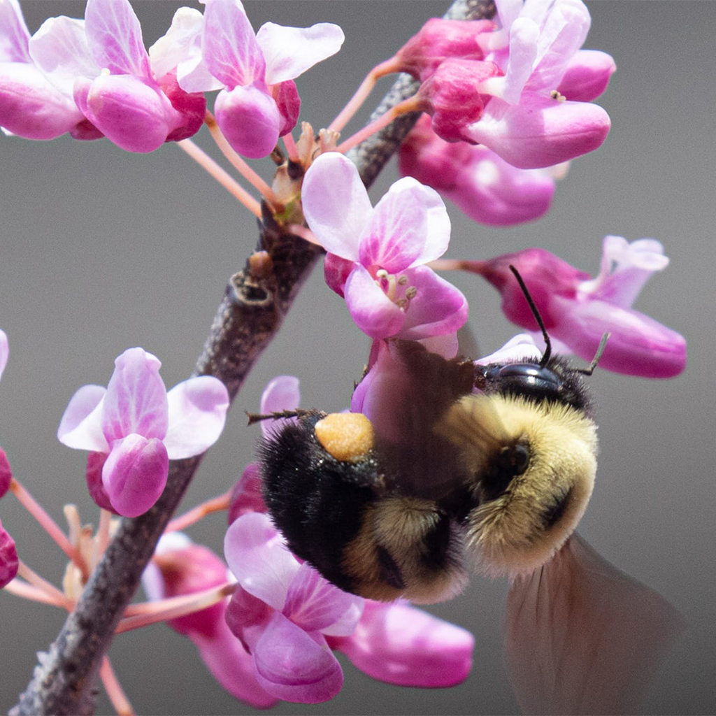Attend meetings in Somerville from Jan. 5-12 about saving pollinators ...